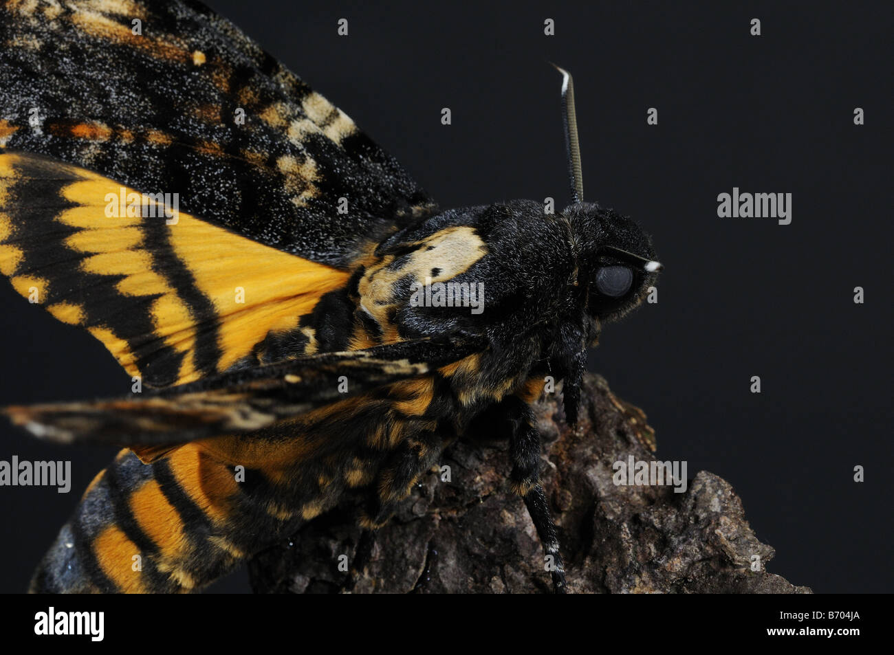 Death s Head Hawkmoth Acherontia atropos about to fly captive bred ...