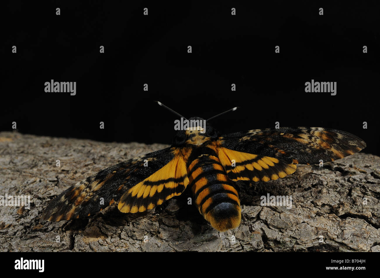 Death s Head Hawkmoth Acherontia atropos about to fly captive bred ...