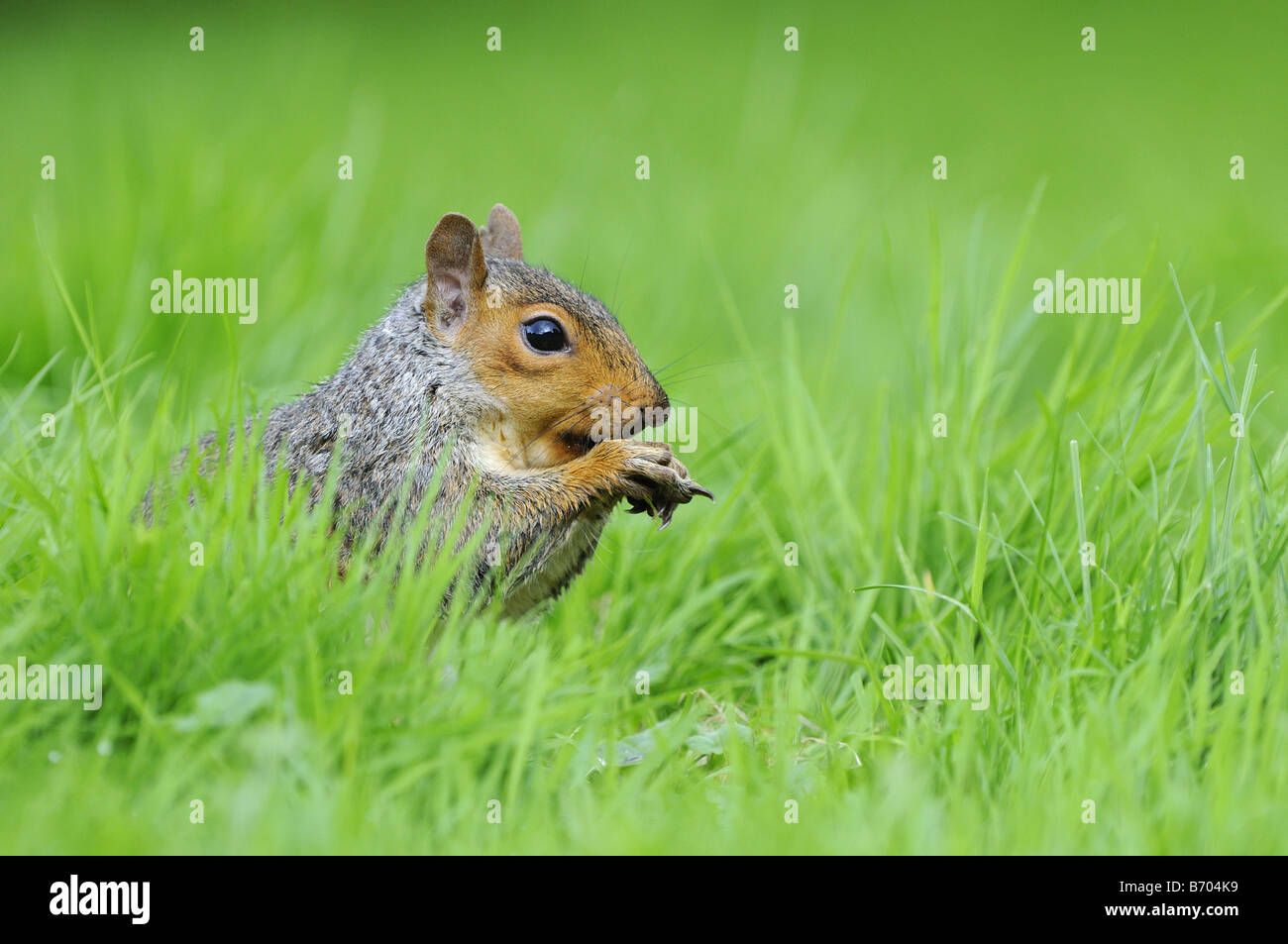Eastern Grey Squirrel Sciurus carolinensis crouched in grass eating ...