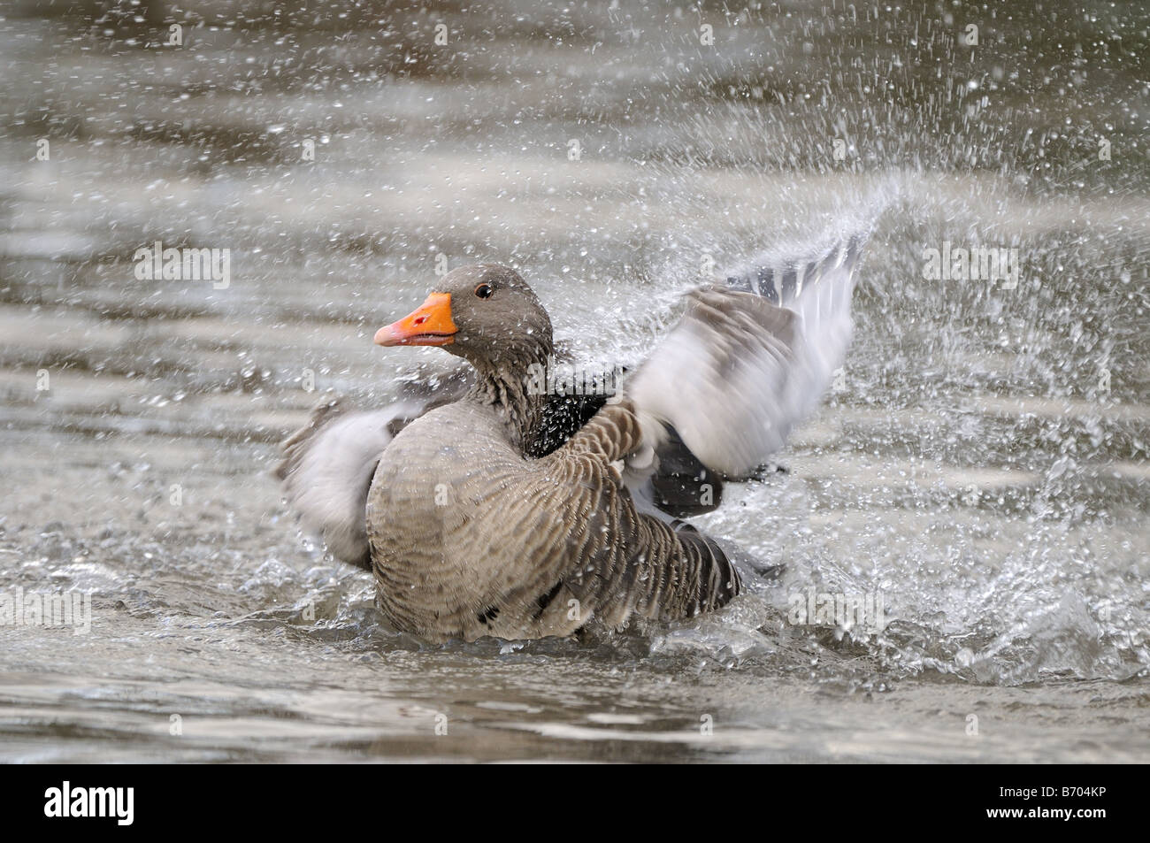 Greylag goose anser cleaning hi-res stock photography and images - Alamy