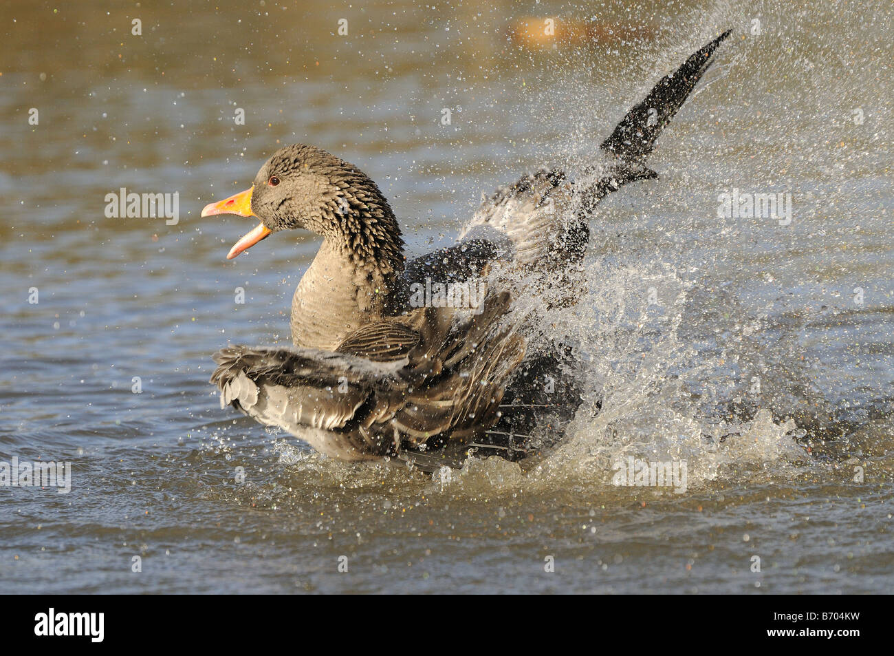 Greylag goose anser cleaning hi-res stock photography and images - Alamy