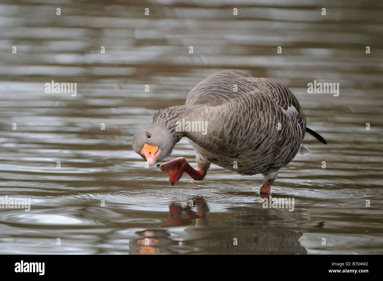 Bird scratching its head hi-res stock photography and images - Alamy