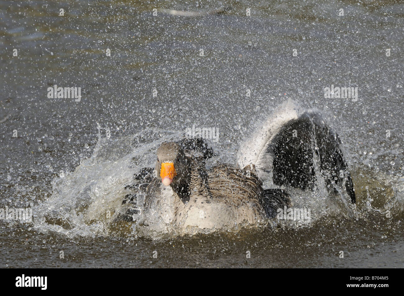 Greylag Goose Anser anser splashing washing bathing Oxfordshire UK ...