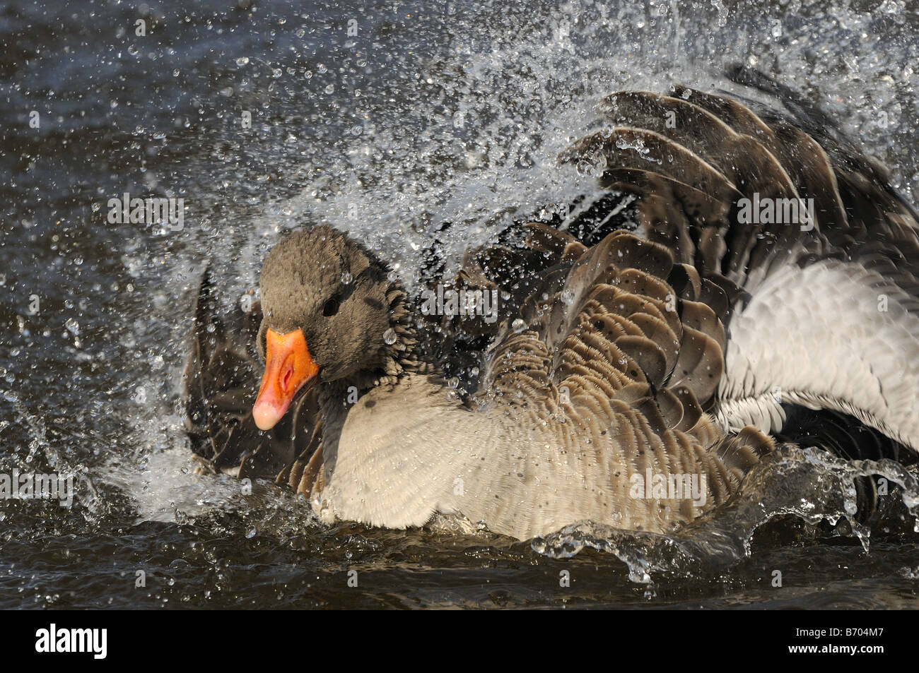 Bathing goose hi-res stock photography and images - Alamy