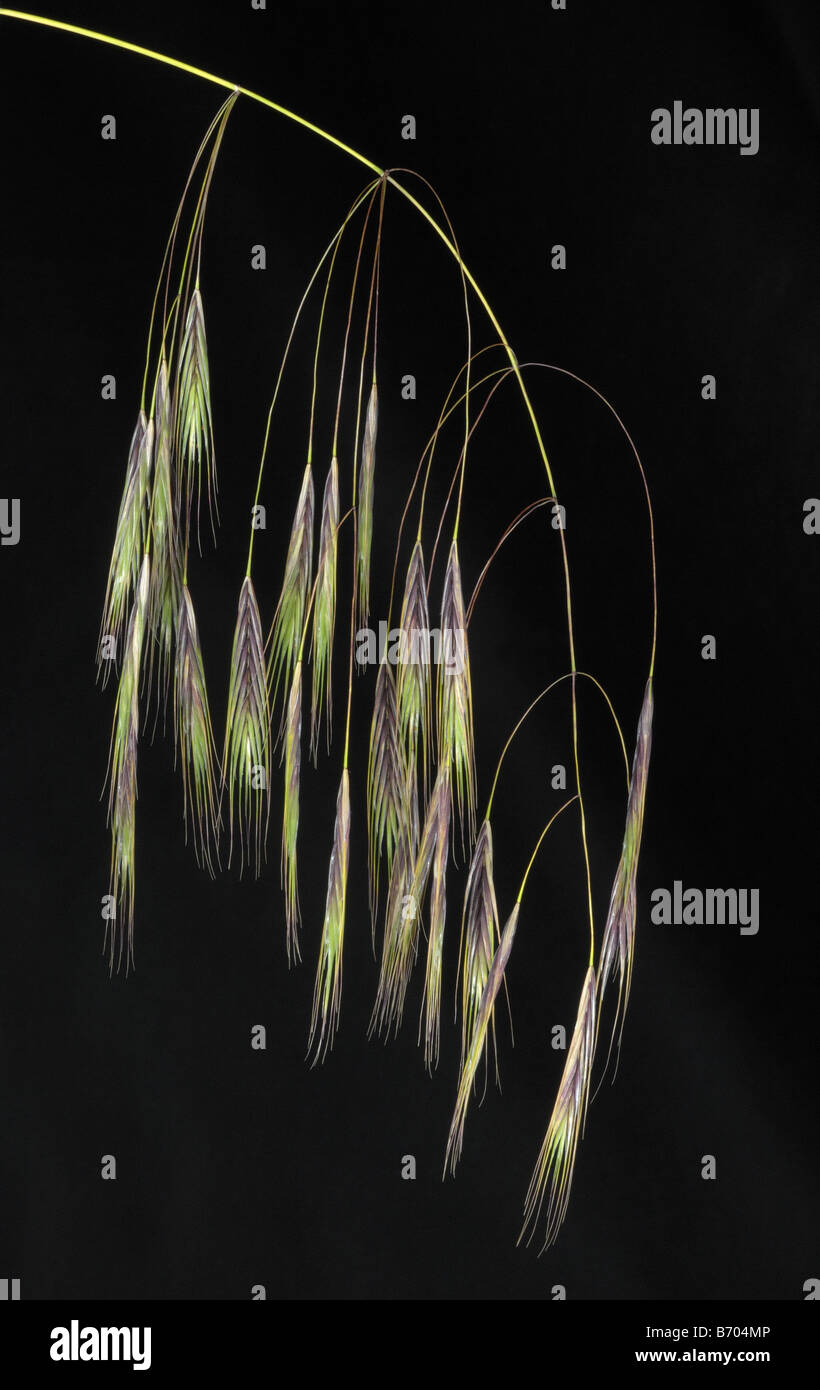 Grass seed heads Oxfordshire UK Stock Photo - Alamy