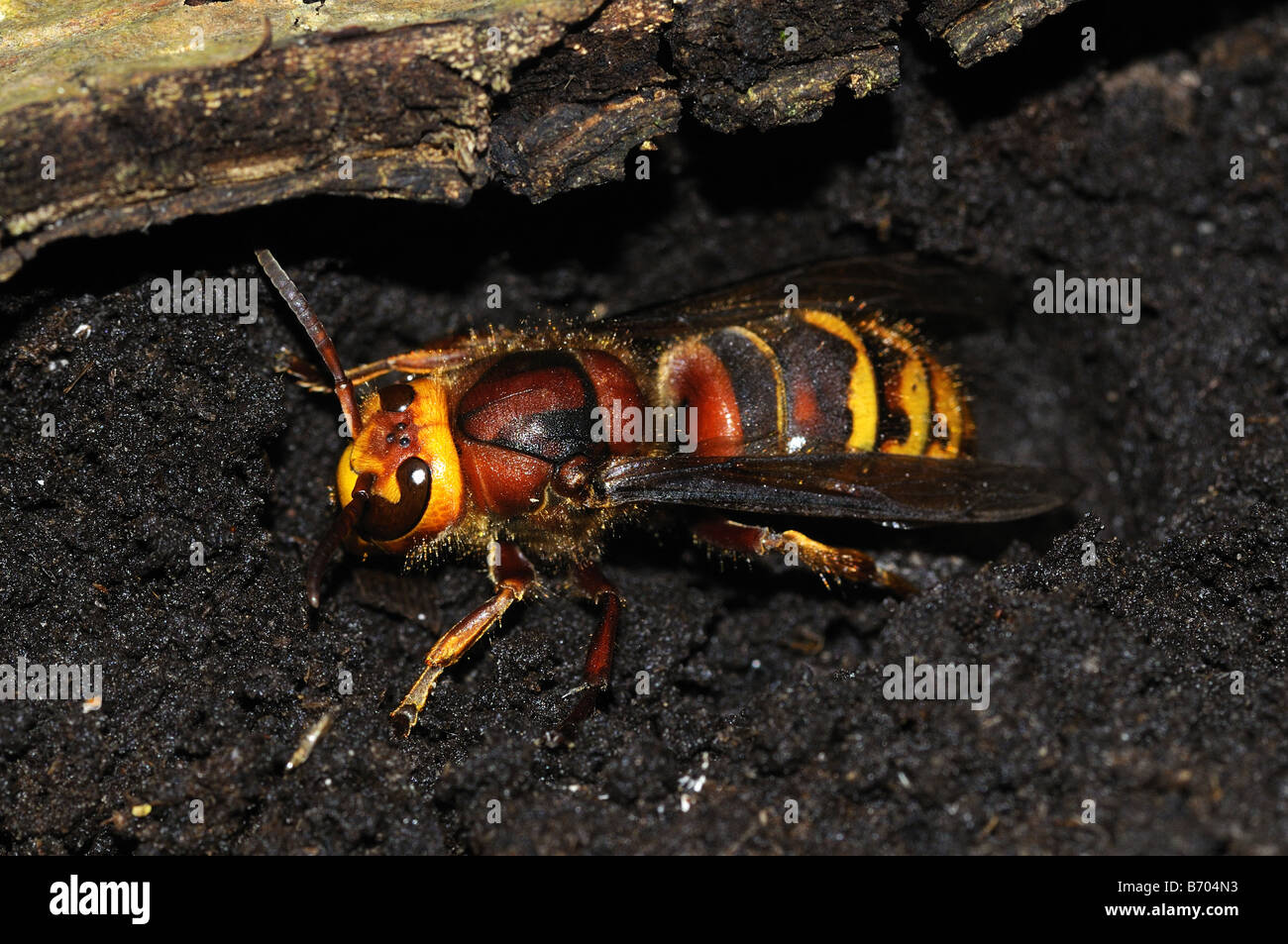 Queen wasp hi-res stock photography and images - Alamy