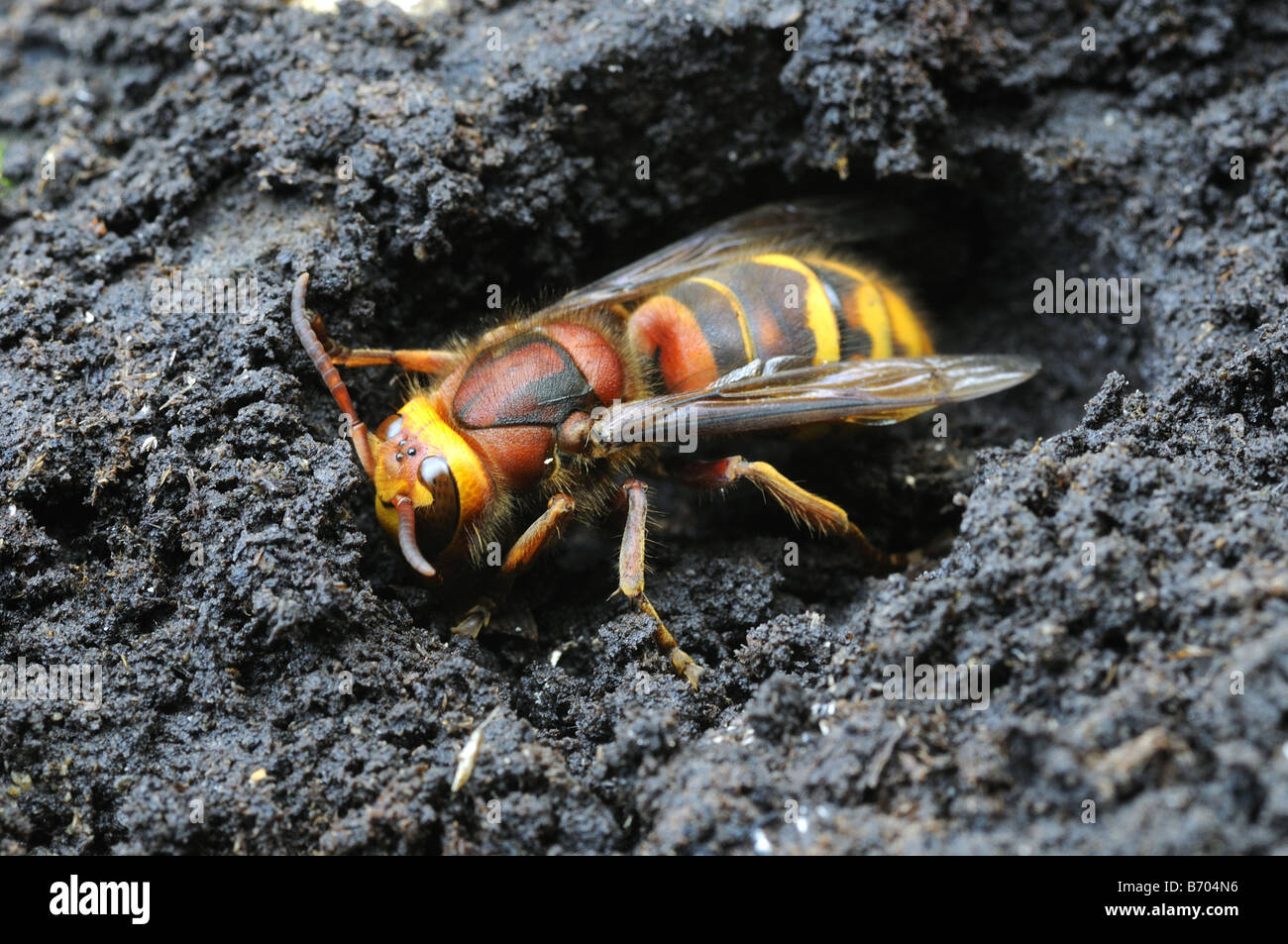 Hibernating insect hi-res stock photography and images - Alamy