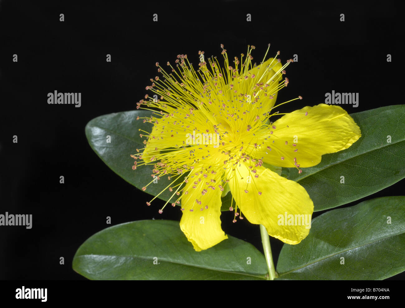 Hypericum species probably calycinum flower growing wild Oxfordshire UK ...