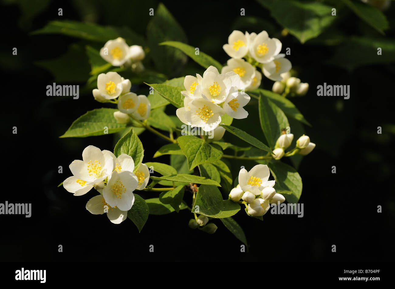 Mock Orange Philadelphus species in flower Oxfordshire UK Stock Photo ...