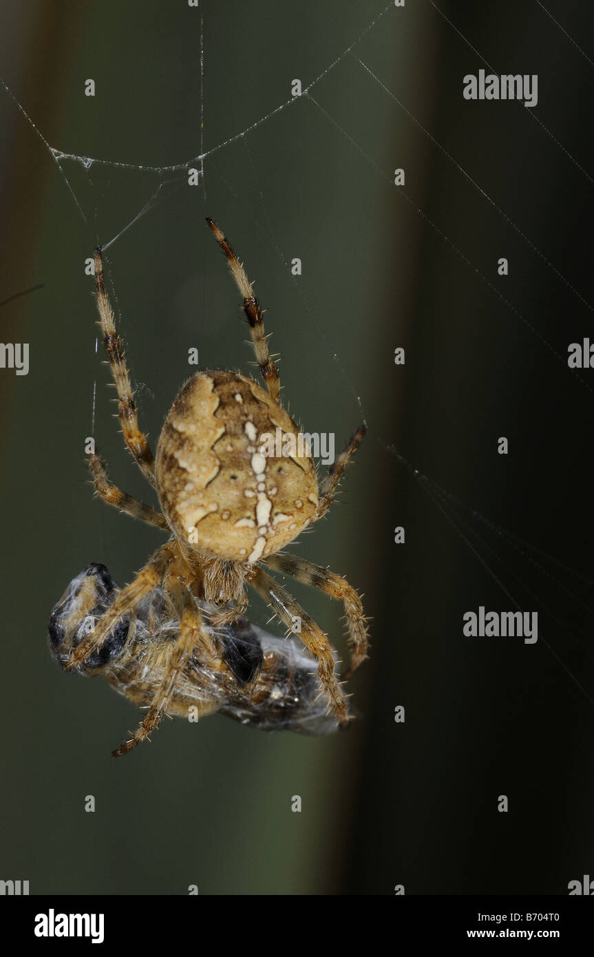 Spider wrapping its prey in silk hi-res stock photography and images ...