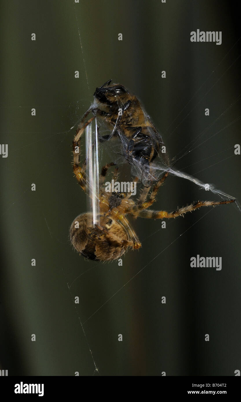 Spider wrapping its prey in silk hi-res stock photography and images ...