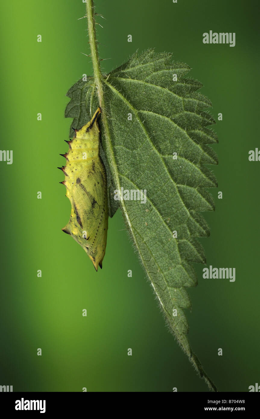 Peacock Butterfly Inachis io pupa or chrysalis hanging on stinging ...