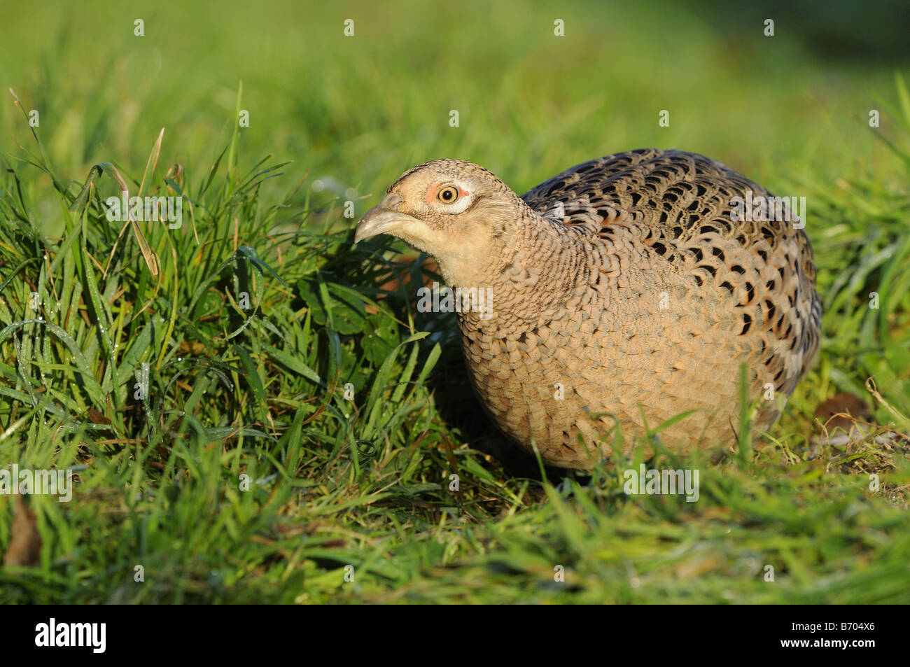 Female Common or Ring necked Pheasant Phasianus colchicus amongst grass ...