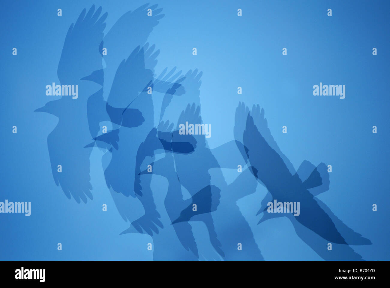 Flying rooks hi-res stock photography and images - Alamy