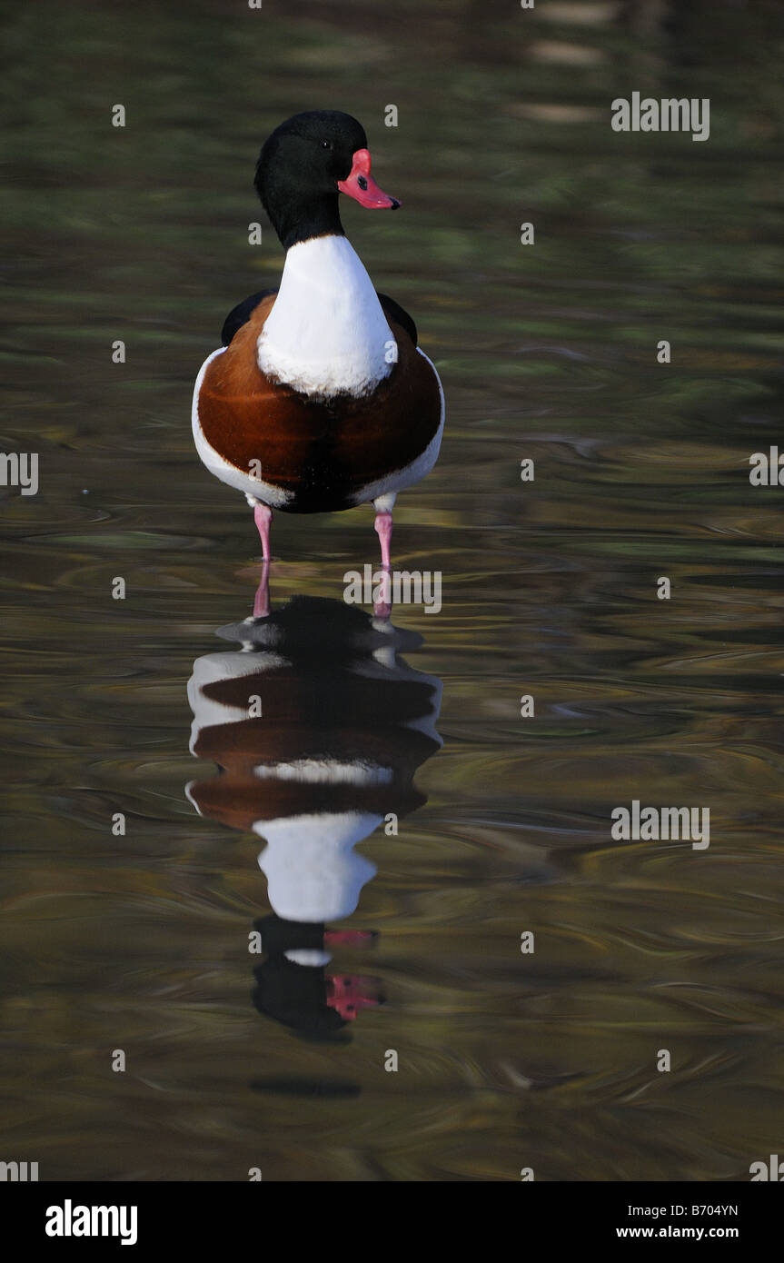 Tadoma tadoma hi-res stock photography and images - Alamy