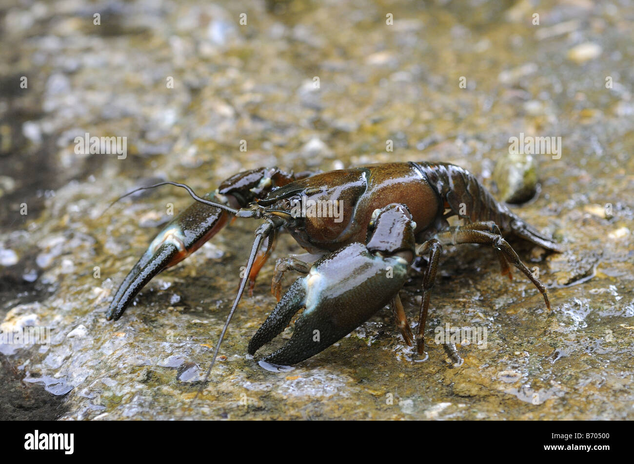 American Signal Crayfish Pacifastacus leniusculus Oxfordshire UK Stock ...