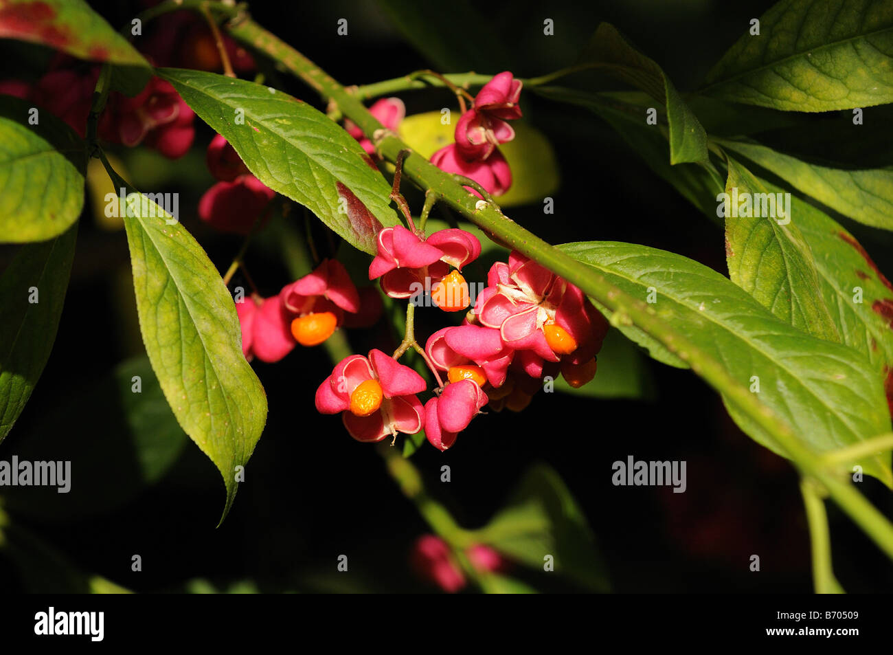 Spindle tree autumn uk hi-res stock photography and images - Alamy
