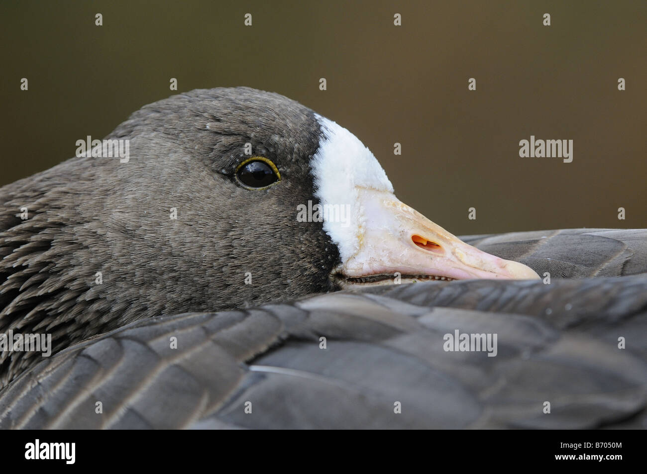 Roosting goose hi-res stock photography and images - Alamy