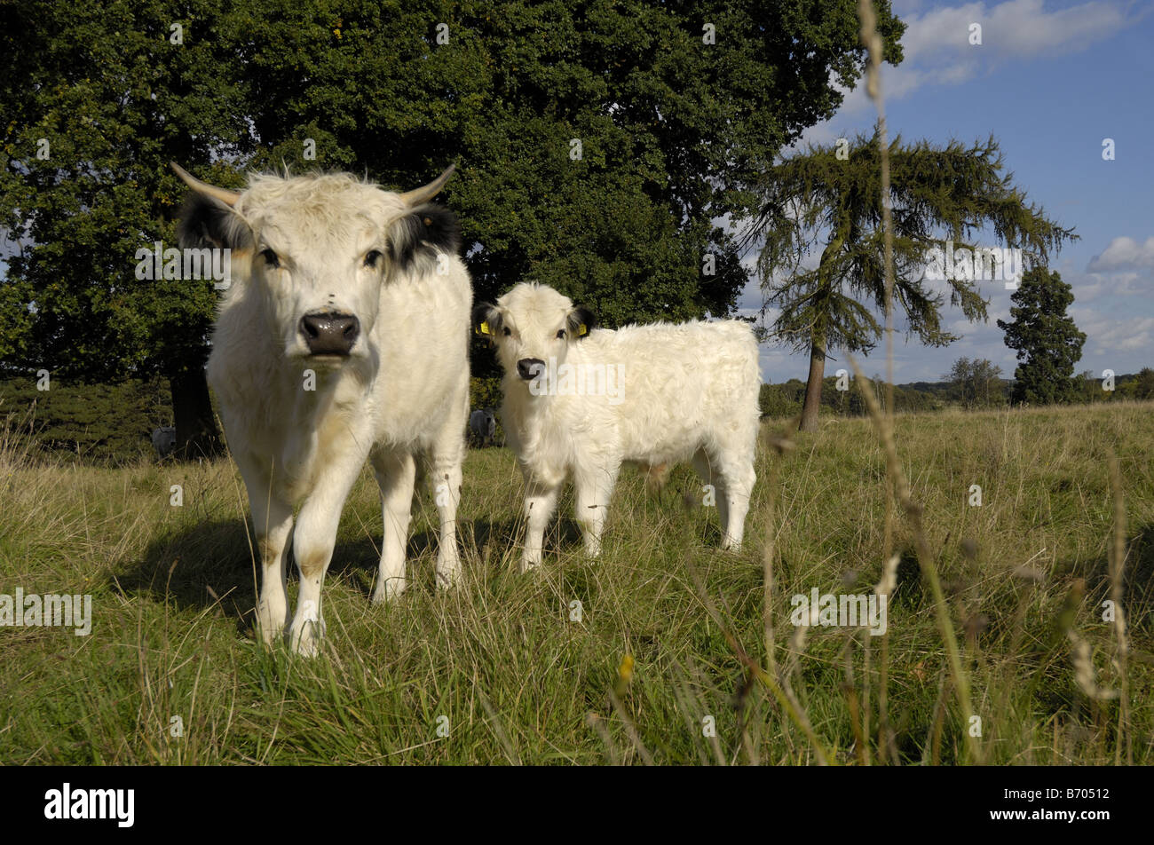 White Park Cattle Bos taurus cow and calf Oxfordshire UK Stock Photo ...