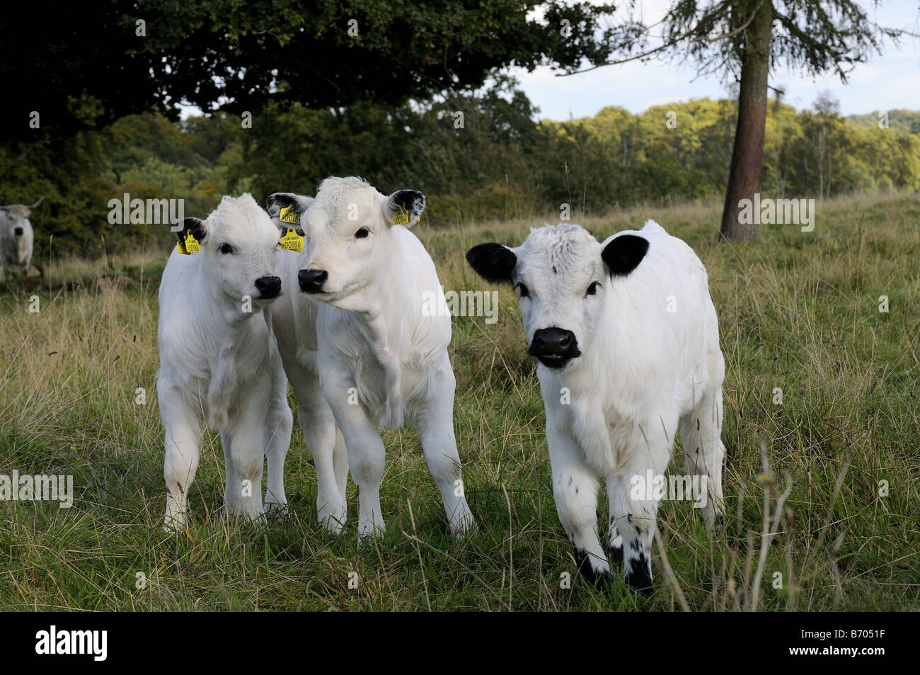 White Park Bos taurus three calves Oxfordshire UK Stock Photo - Alamy