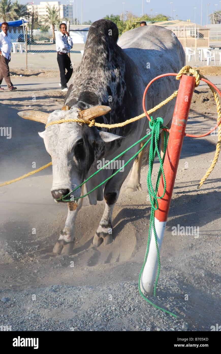 Bull Arab Stock Photos & Bull Arab Stock Images - Alamy