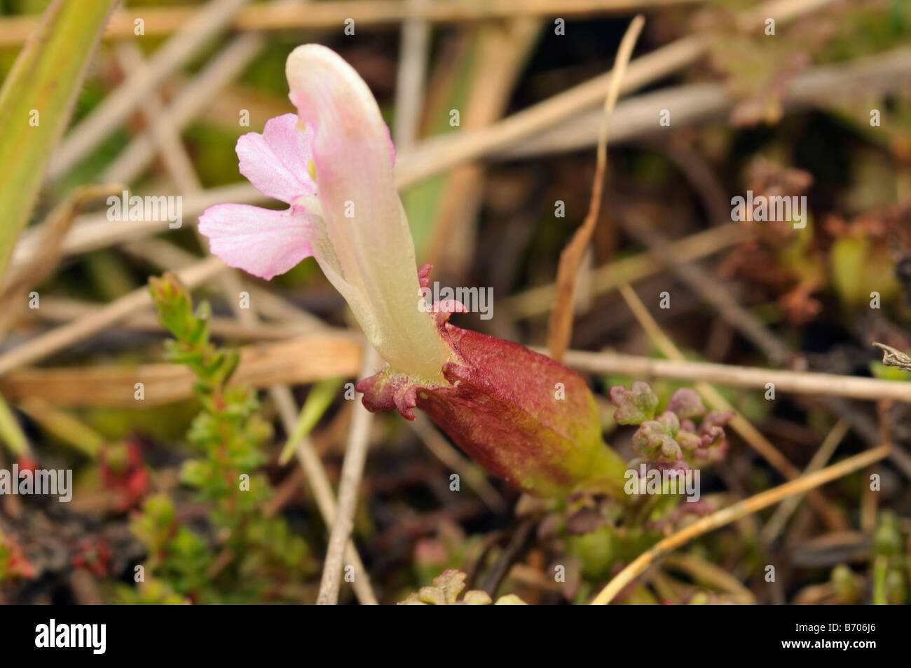 Lousewort Pedicularis sylvatica Thursley Common NNR Surrey Stock Photo ...
