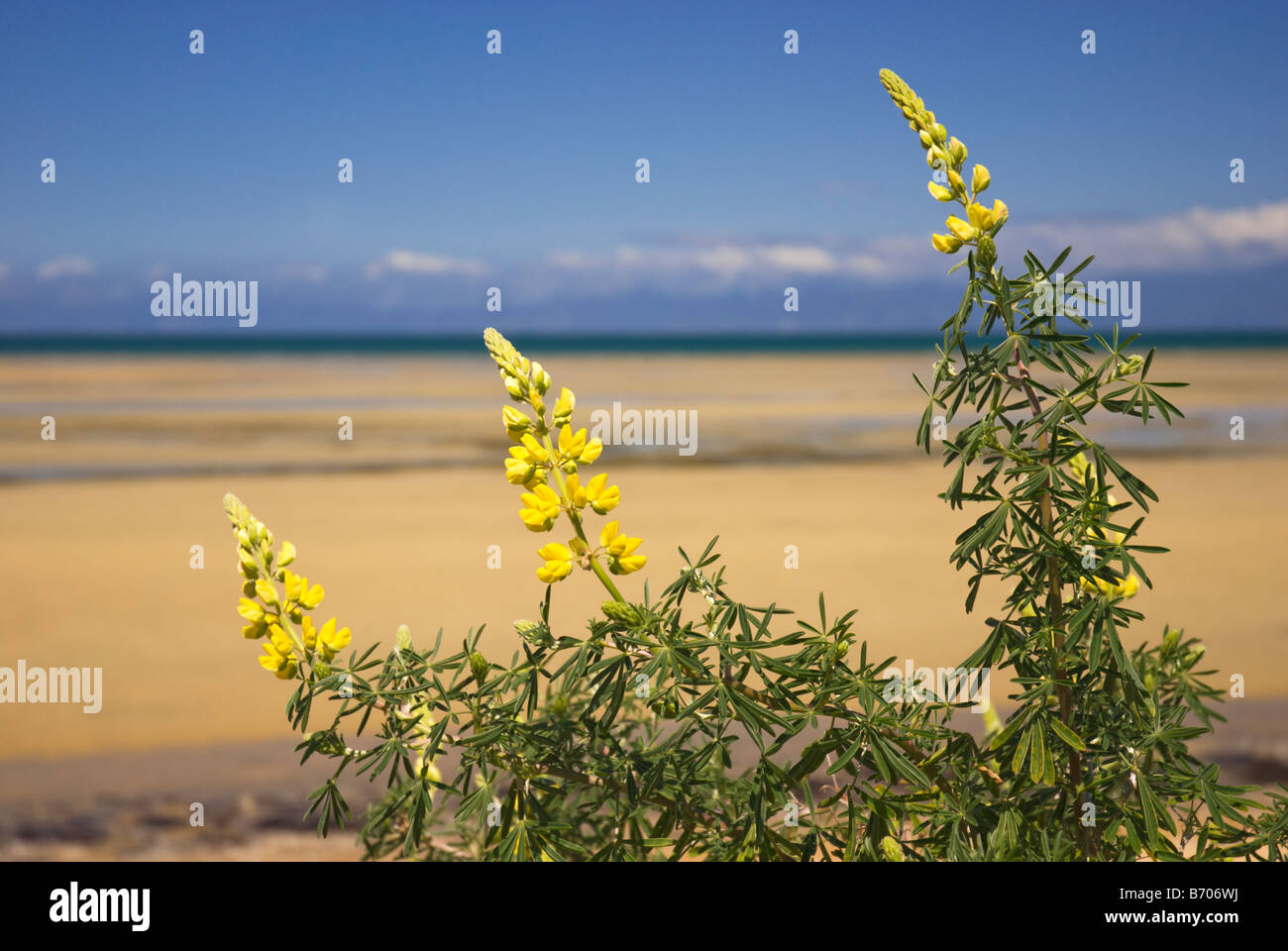 Yellow Tree Lupins, Lupinus arboreus, near Marahau Beach, south island ...