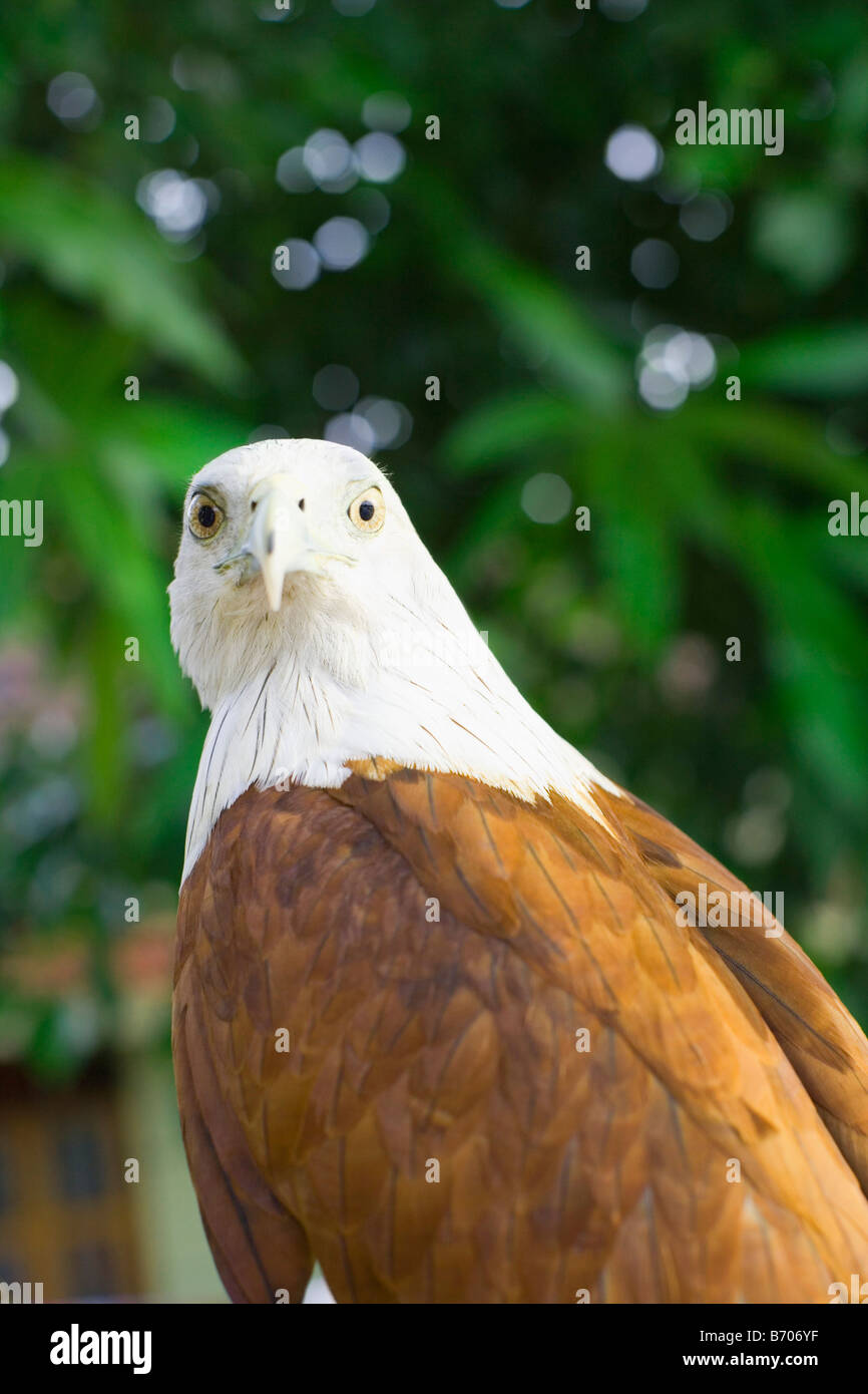 Image of a bird kite hi-res stock photography and images - Alamy