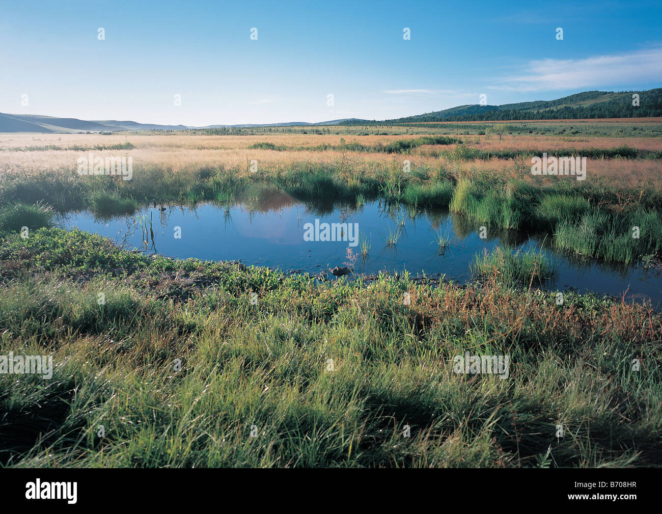 Swamp under sky Stock Photo - Alamy