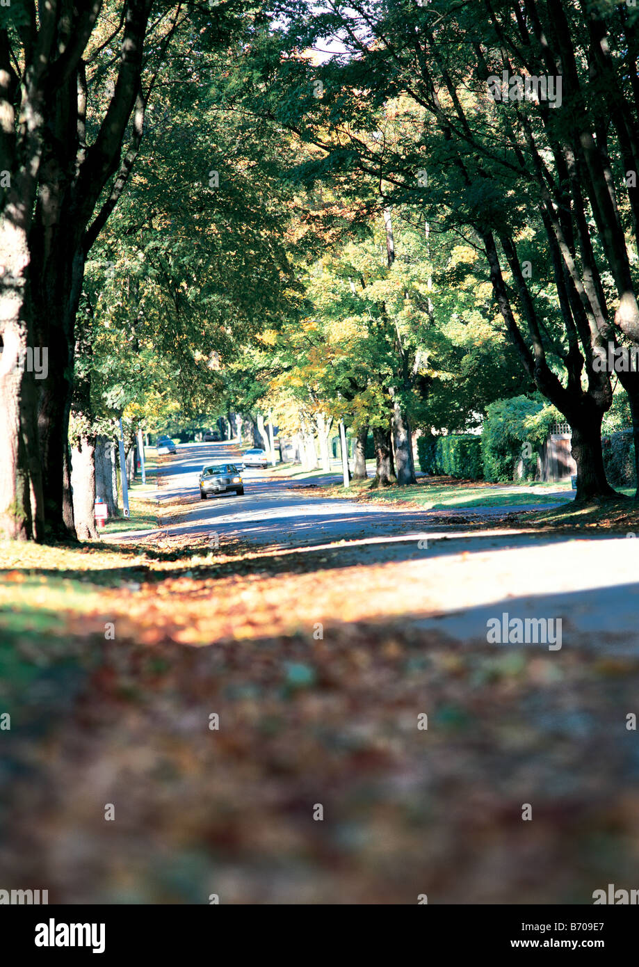 driveway in a forest Stock Photo - Alamy
