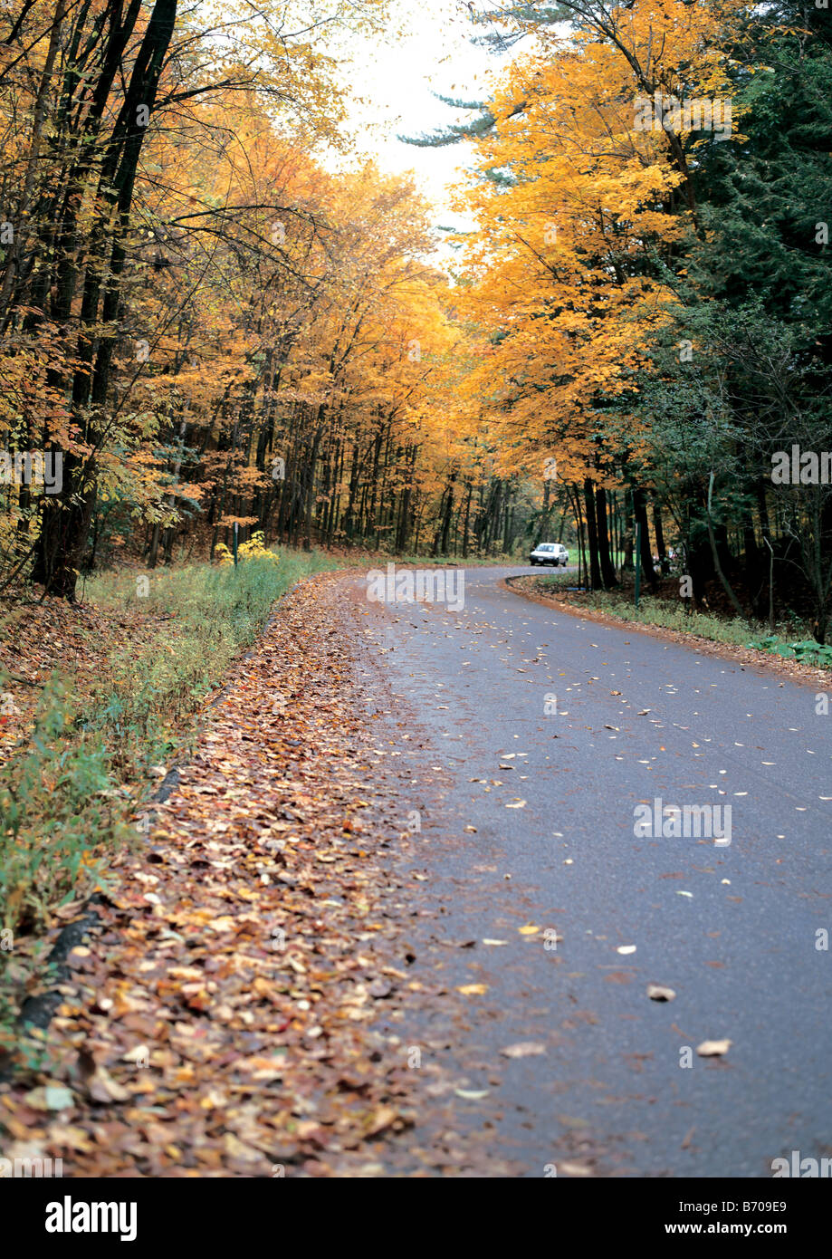 driveway in a forest Stock Photo - Alamy