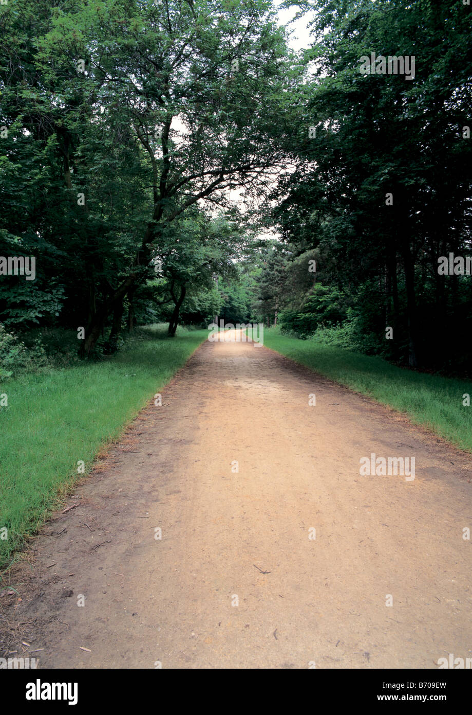 path in a forest Stock Photo - Alamy