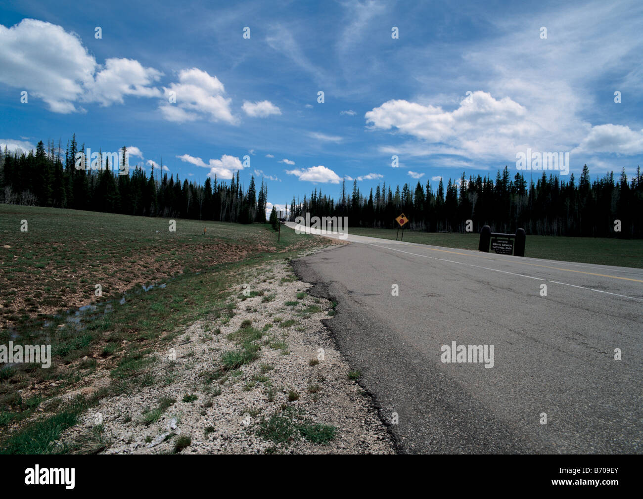 driveway in a forest Stock Photo - Alamy