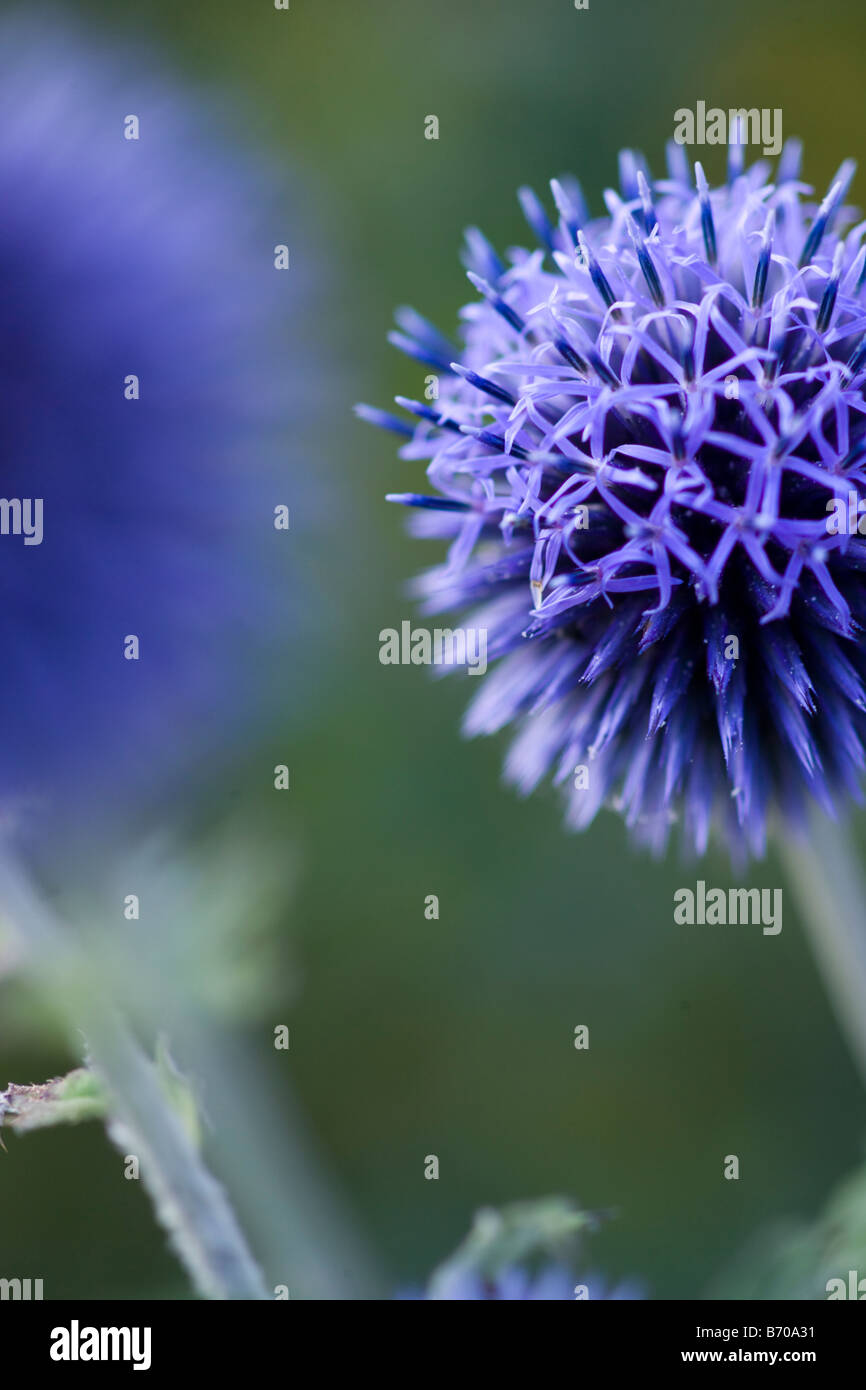 Spikey ball flower hi-res stock photography and images - Alamy