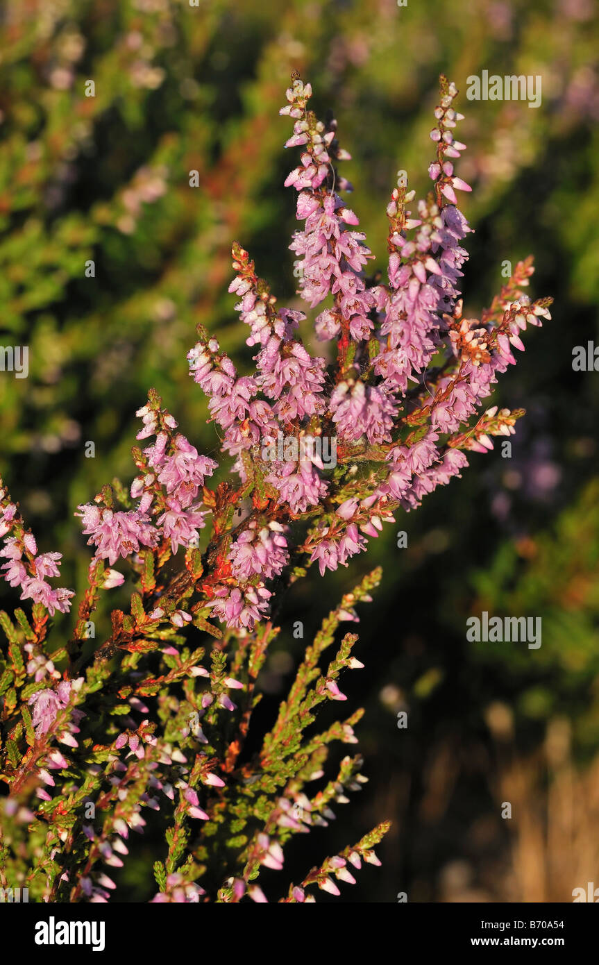 Morning Dew on Heather Calluna vulgaris Thursley Common Heath Stock ...