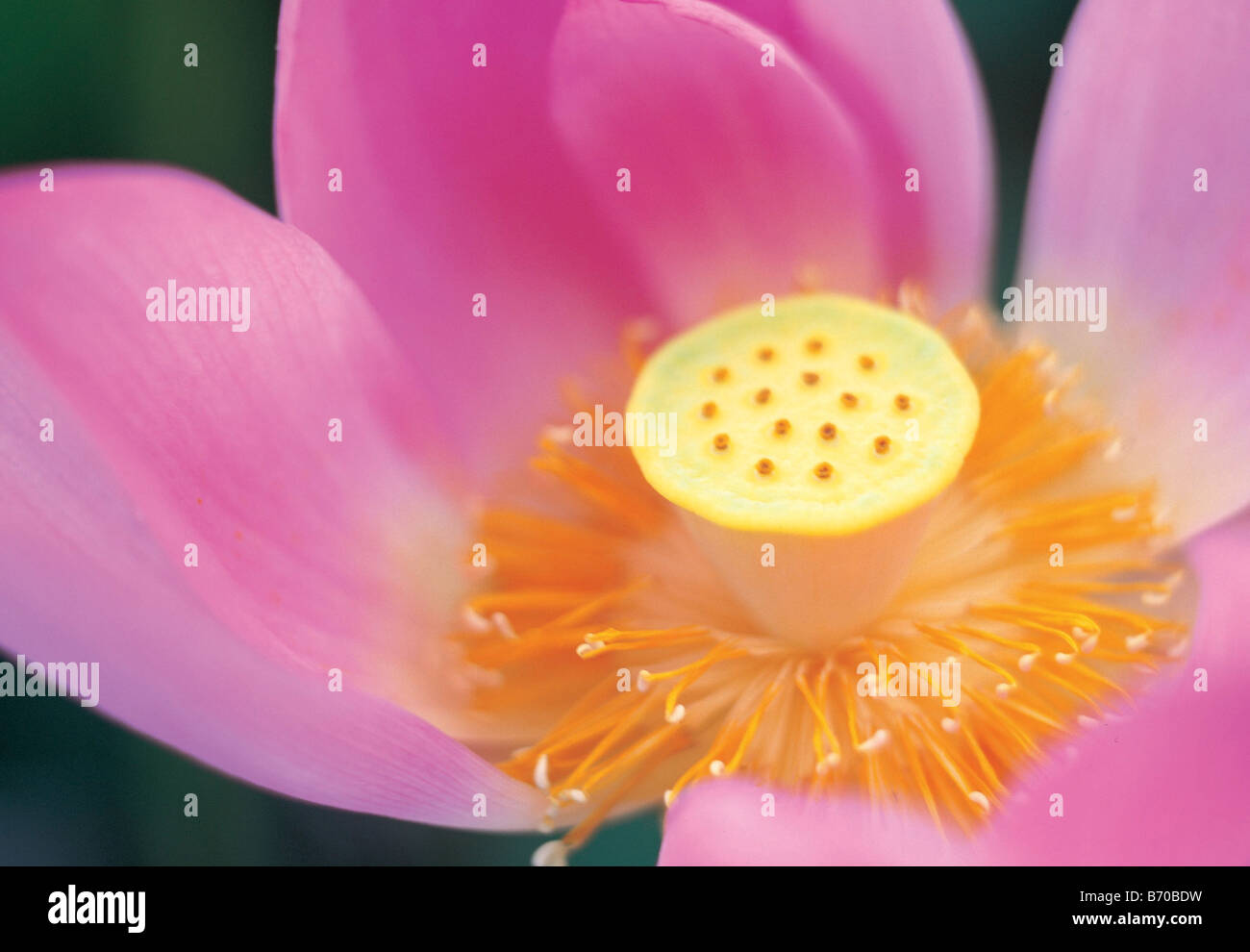 Close-up of lotus Stock Photo - Alamy