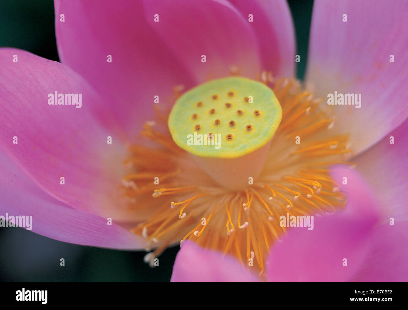 Close-up of lotus Stock Photo - Alamy