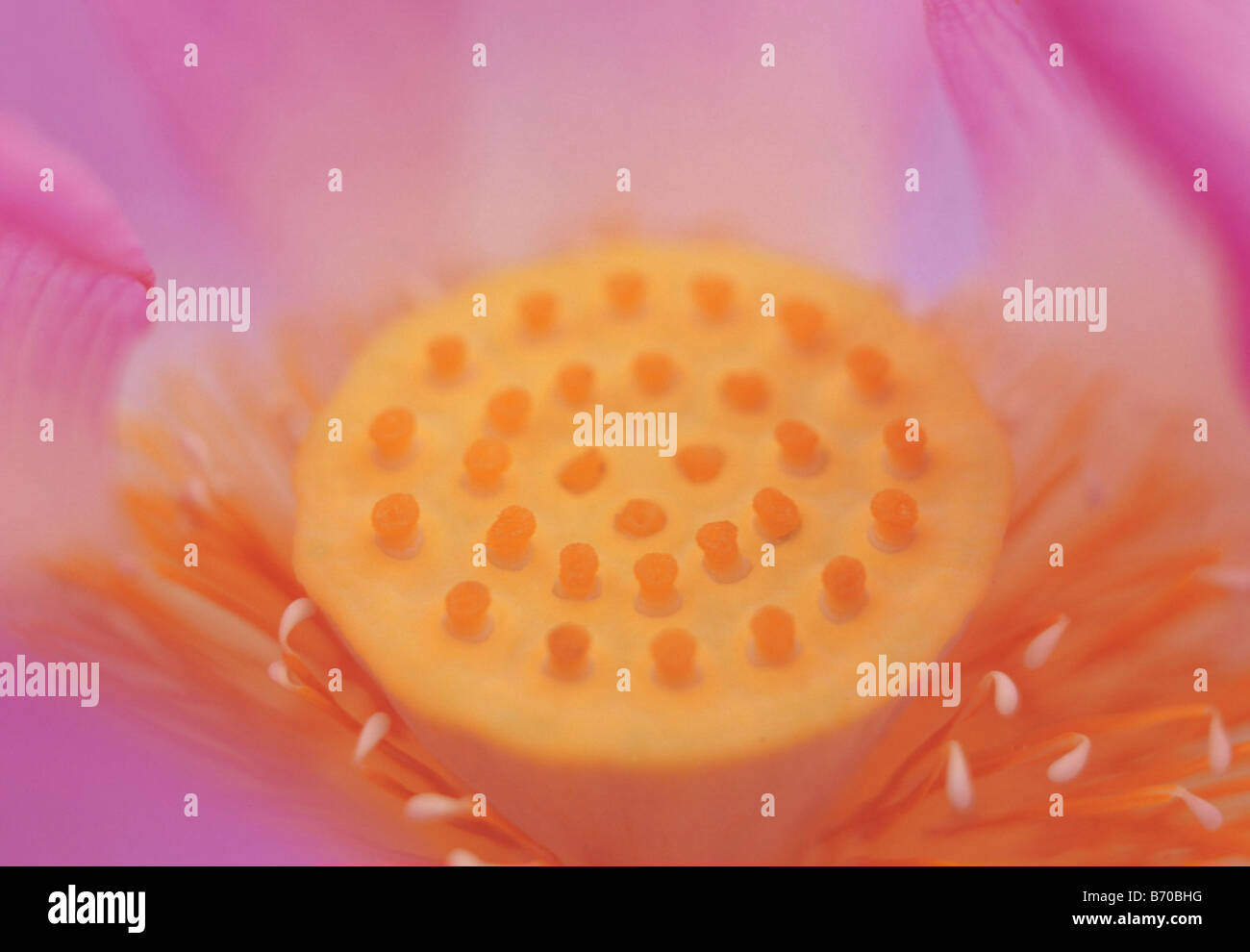 Close-up of the bud of flower Stock Photo - Alamy