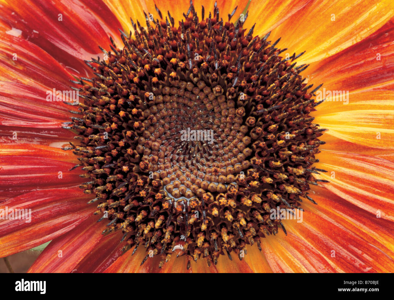 Close-up of sunflower Stock Photo - Alamy
