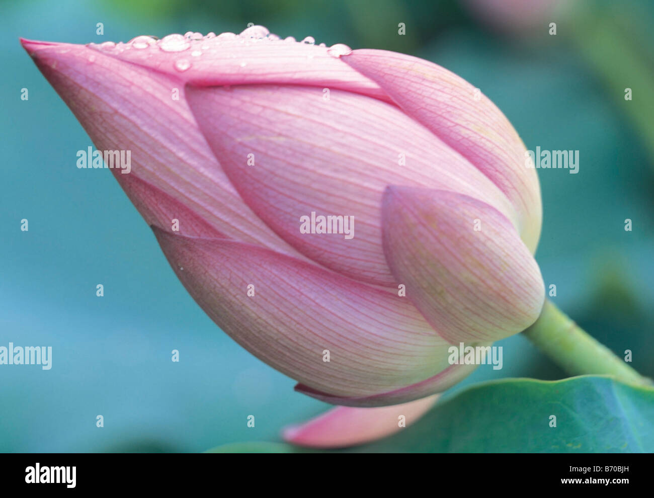 Close-up of lotus Stock Photo - Alamy