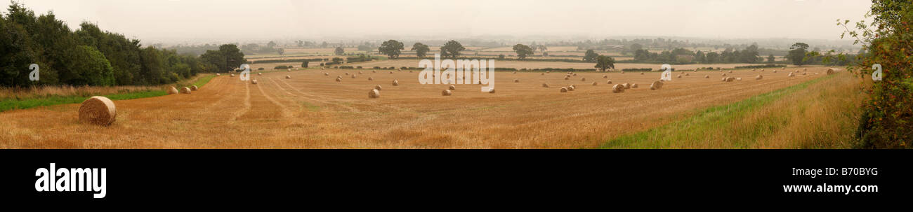 Panorama of Hay field at harvest Stock Photo - Alamy