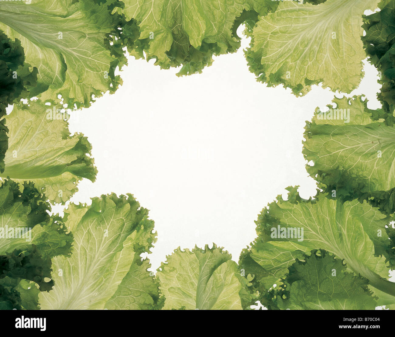 Lettuces form a frame Stock Photo - Alamy