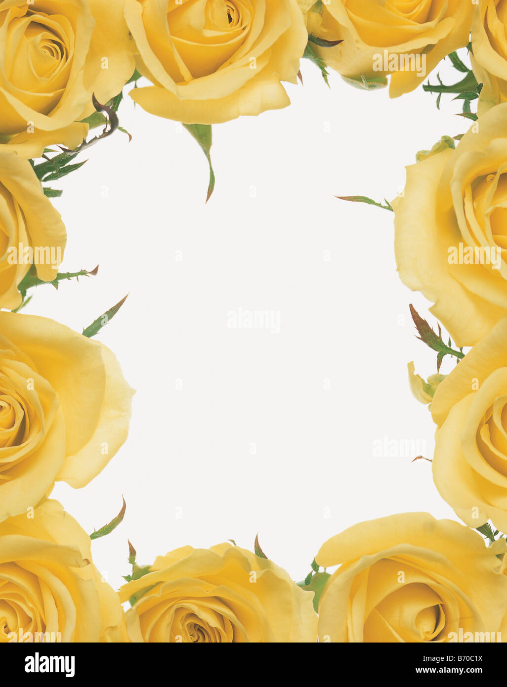 Yellow roses form a round-shape Stock Photo - Alamy