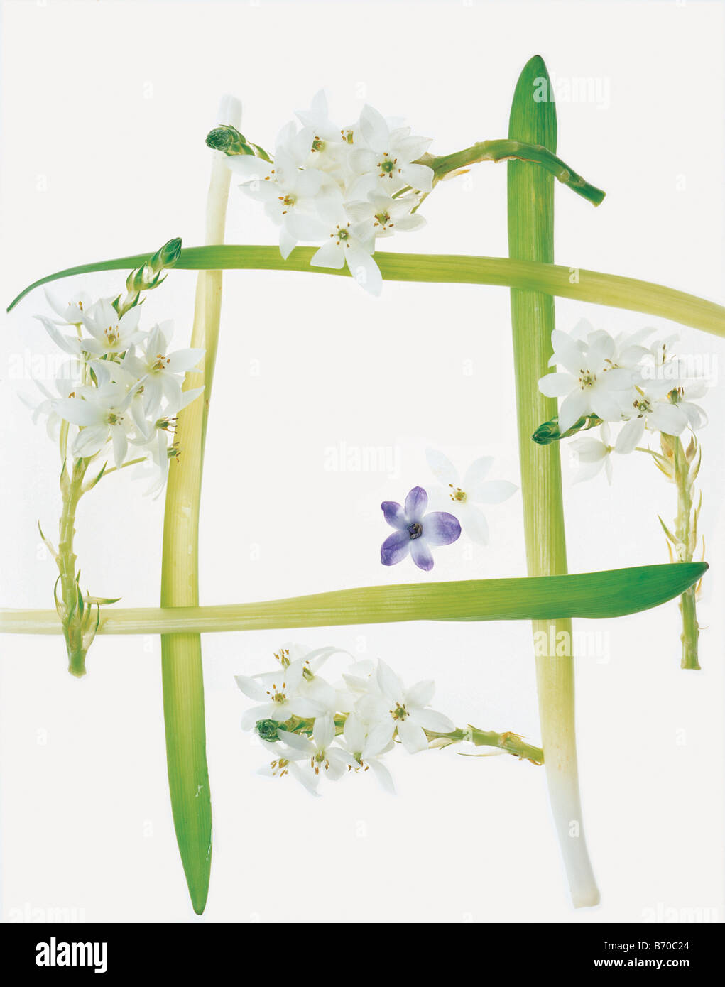 Flowers form a frame Stock Photo - Alamy