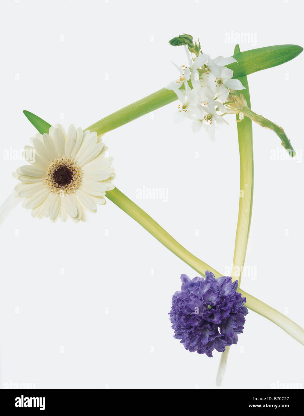 Flowers form a triangle Stock Photo - Alamy