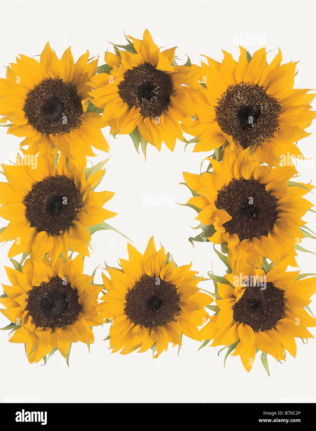 Sunflowers form a frame Stock Photo - Alamy