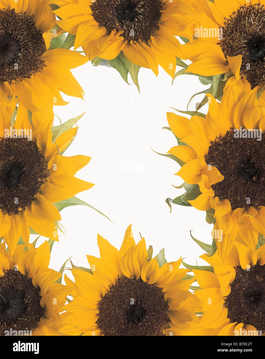 Sunflowers form a frame Stock Photo - Alamy