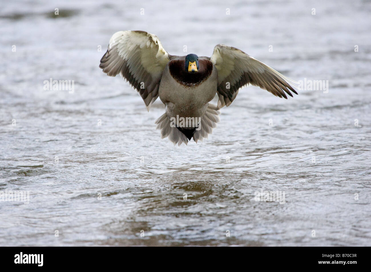 Mallard duck landing on water hi-res stock photography and images - Alamy