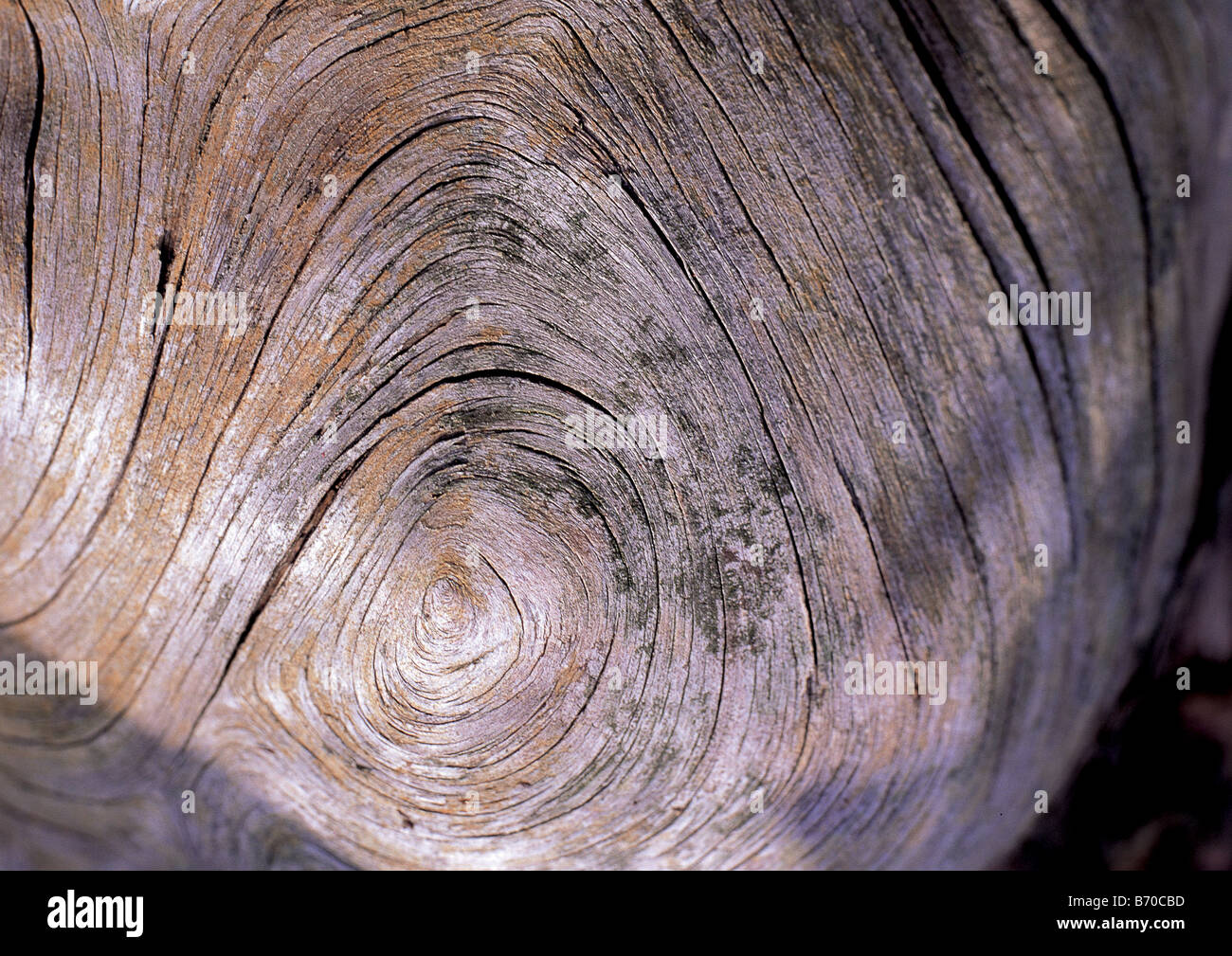 Growth rings of tree Stock Photo - Alamy