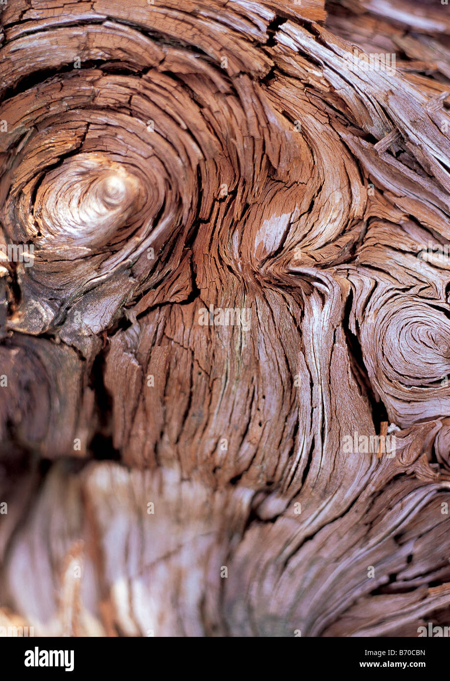 Trunk of tree Stock Photo - Alamy